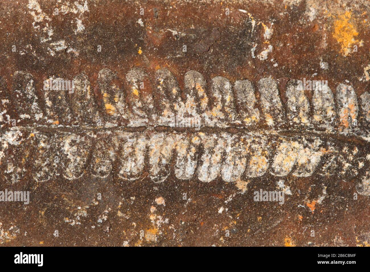 Mazon creek fossil hi-res stock photography and images - Alamy