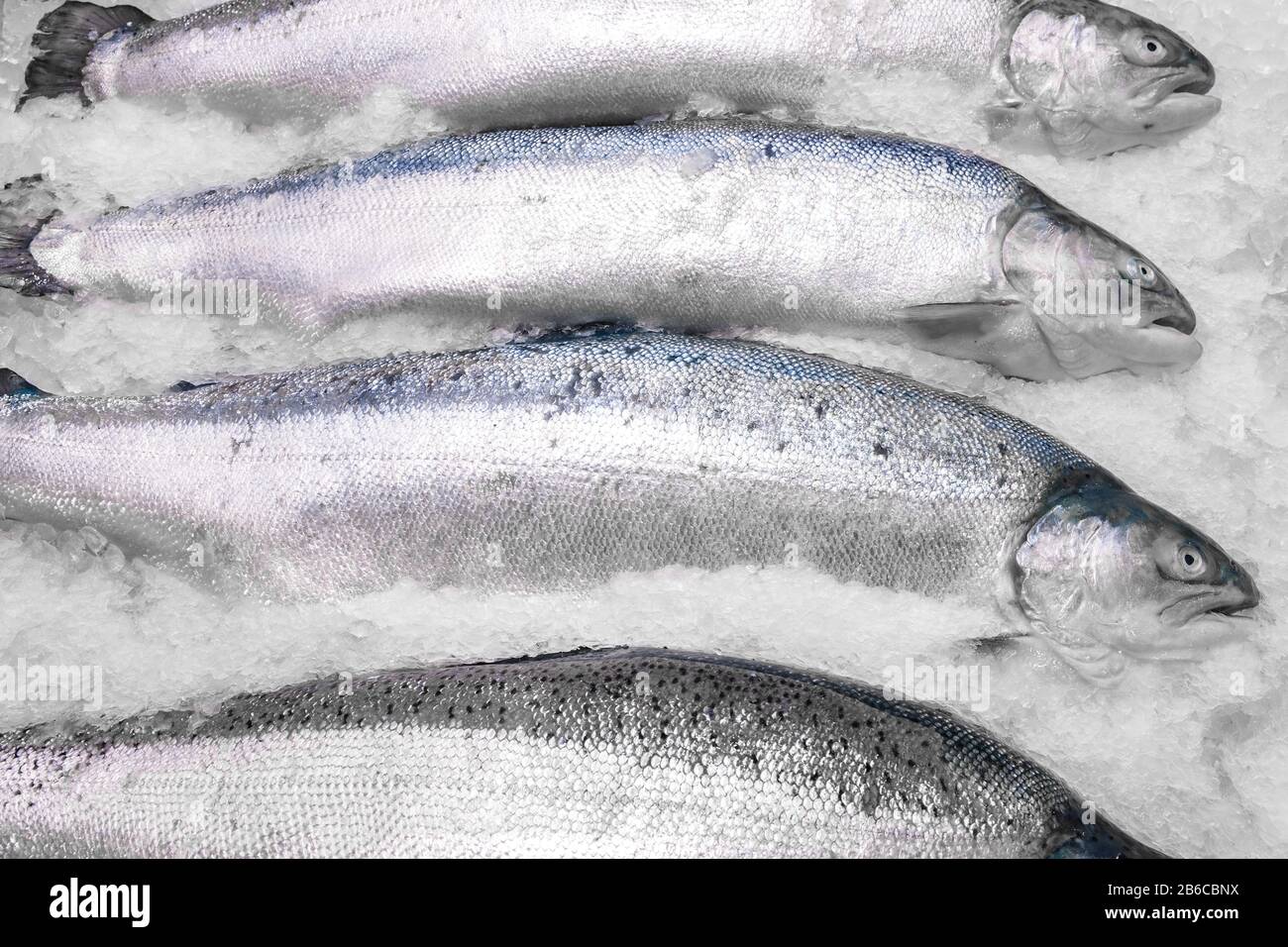 Fresh Norwegian salmon on ice in supermarket Stock Photo - Alamy