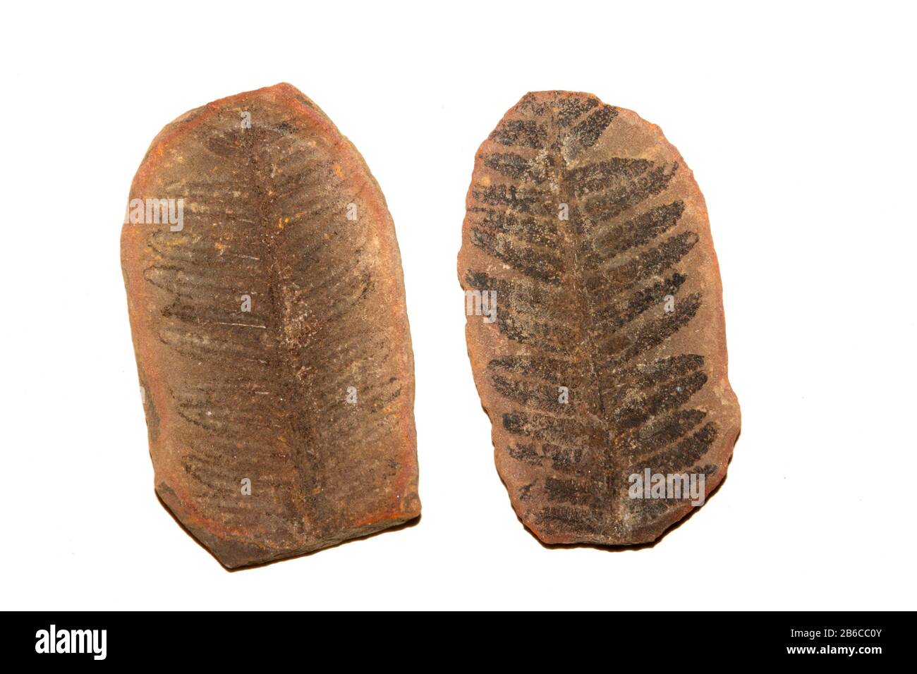 Carboniferous fossils hi-res stock photography and images - Alamy