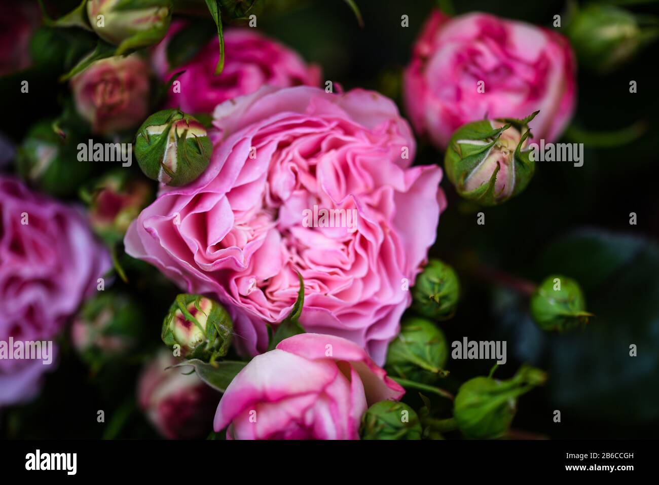 natural roses close up view Stock Photo - Alamy