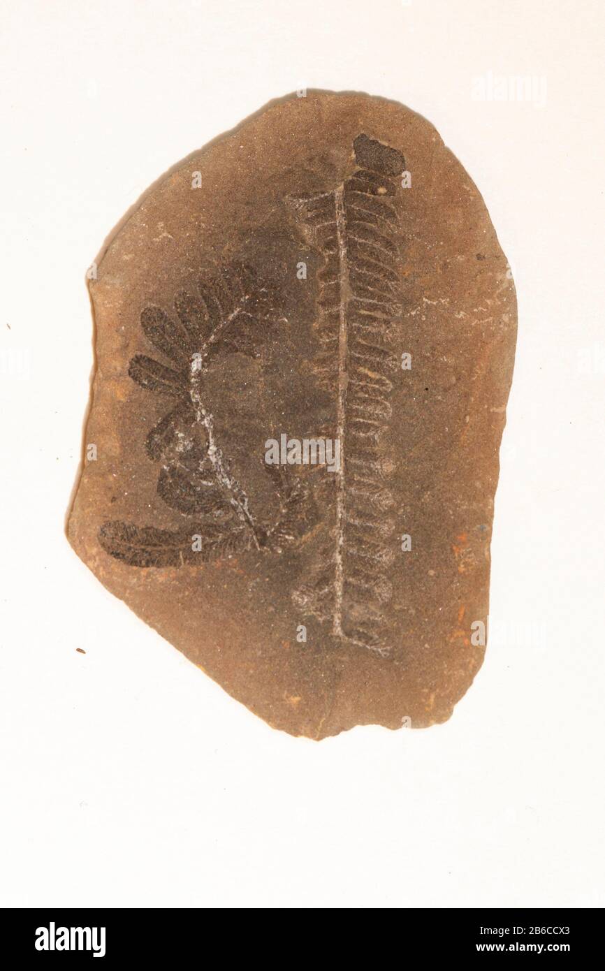 Mazon Creek fossils, Illinois Stock Photo - Alamy