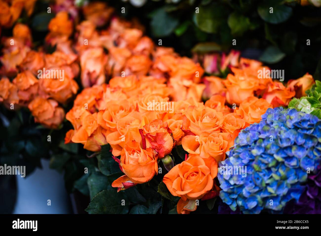 natural roses close up view Stock Photo - Alamy