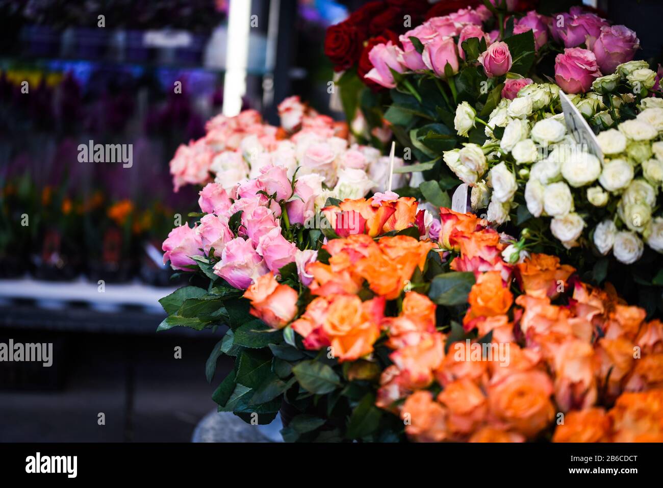 natural roses close up view Stock Photo - Alamy