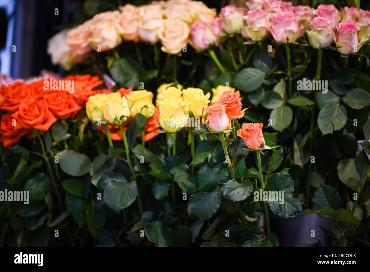 natural roses close up view Stock Photo - Alamy