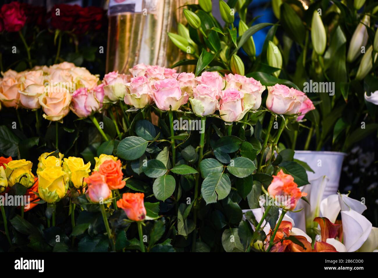 natural roses close up view Stock Photo - Alamy