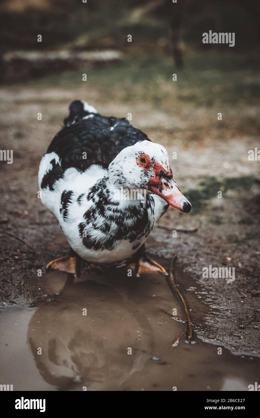 Puddle duck hi-res stock photography and images - Alamy