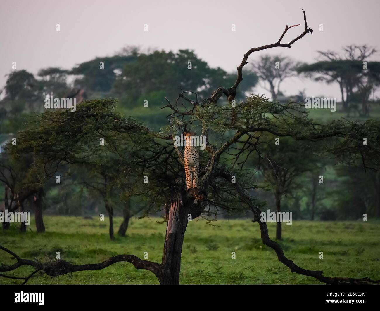 Be afraid of the cheetah hi-res stock photography and images - Alamy