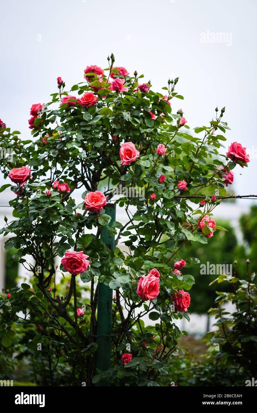 natural roses close up view Stock Photo - Alamy