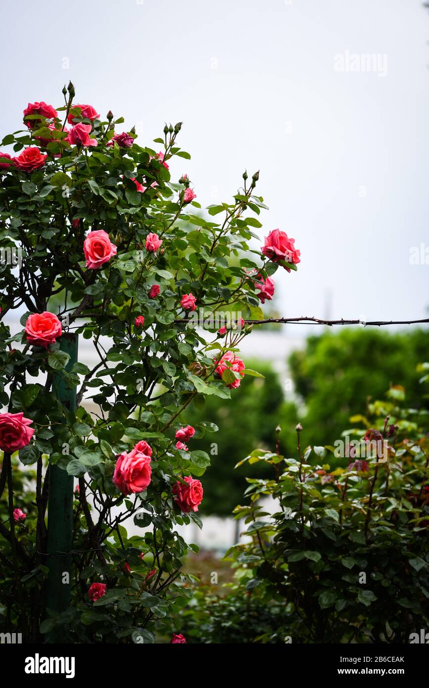 natural roses close up view Stock Photo - Alamy