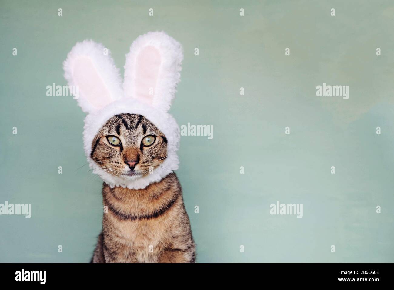 Cat wearing rabbit ears hi-res stock photography and images - Alamy