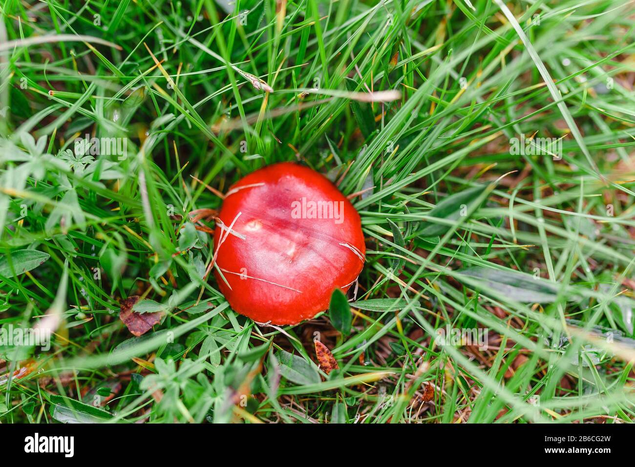 Russulaemetica hi-res stock photography and images - Alamy