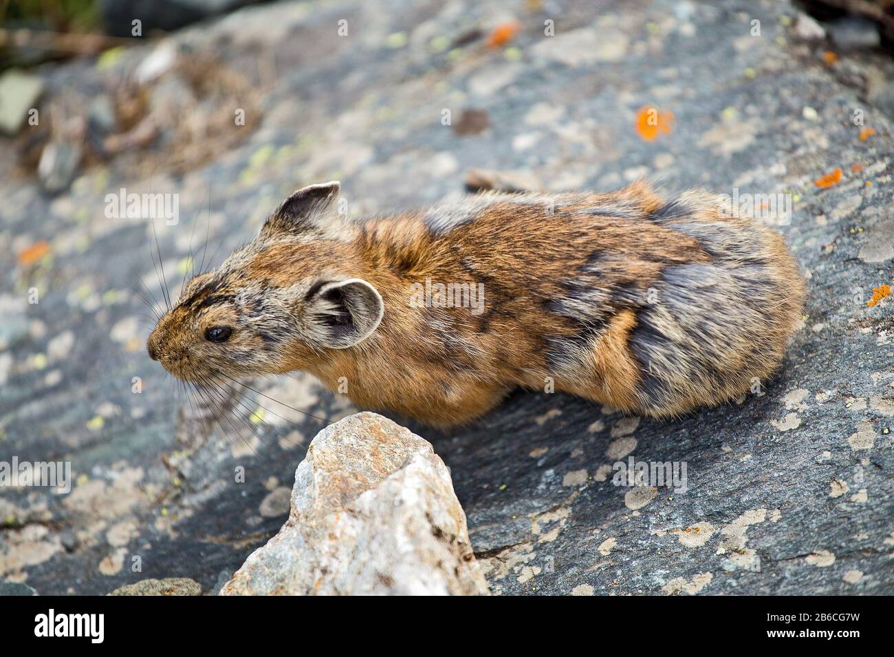 Pika sitting rock hi-res stock photography and images - Alamy