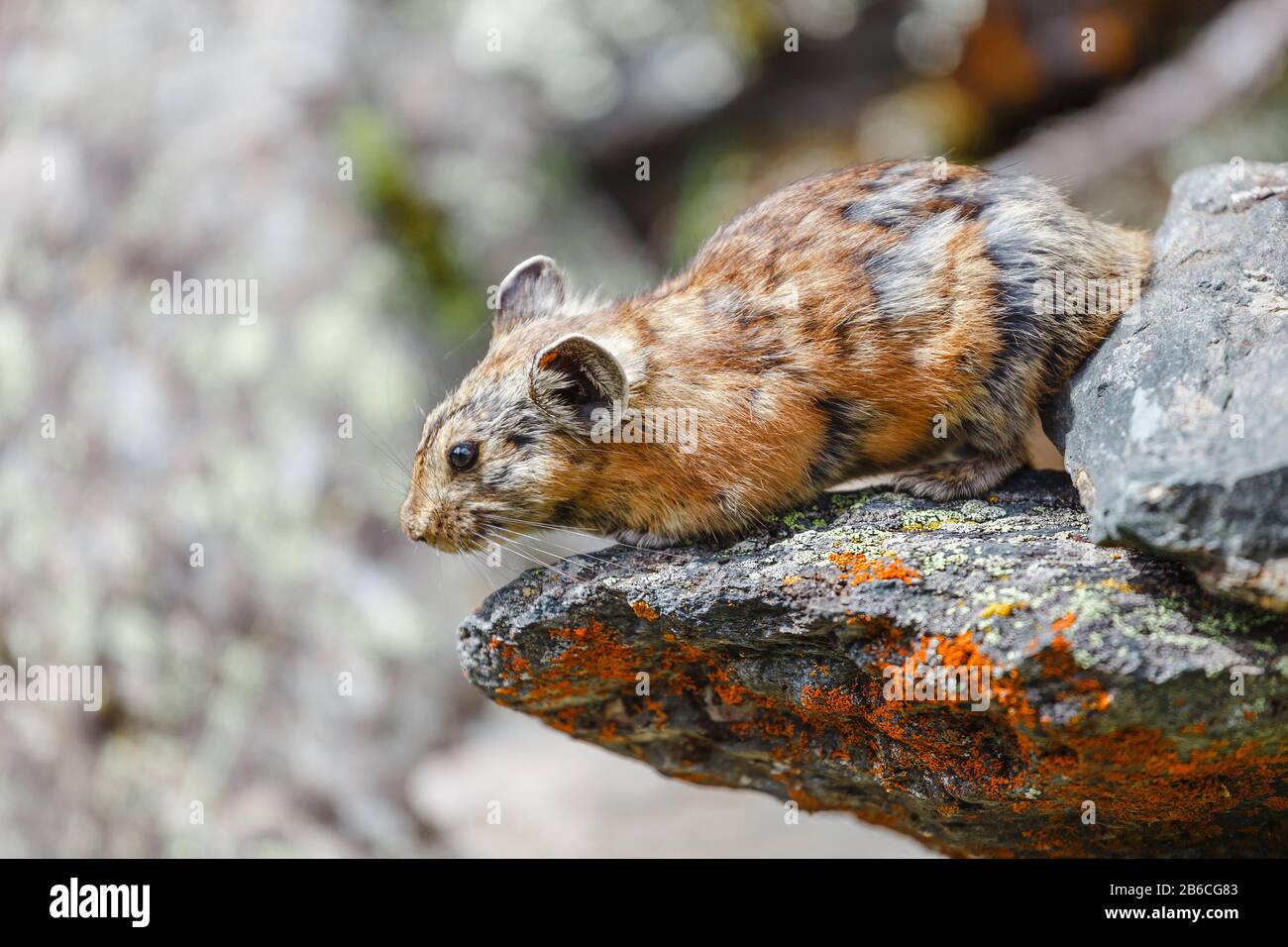 Altai pika hi-res stock photography and images - Alamy