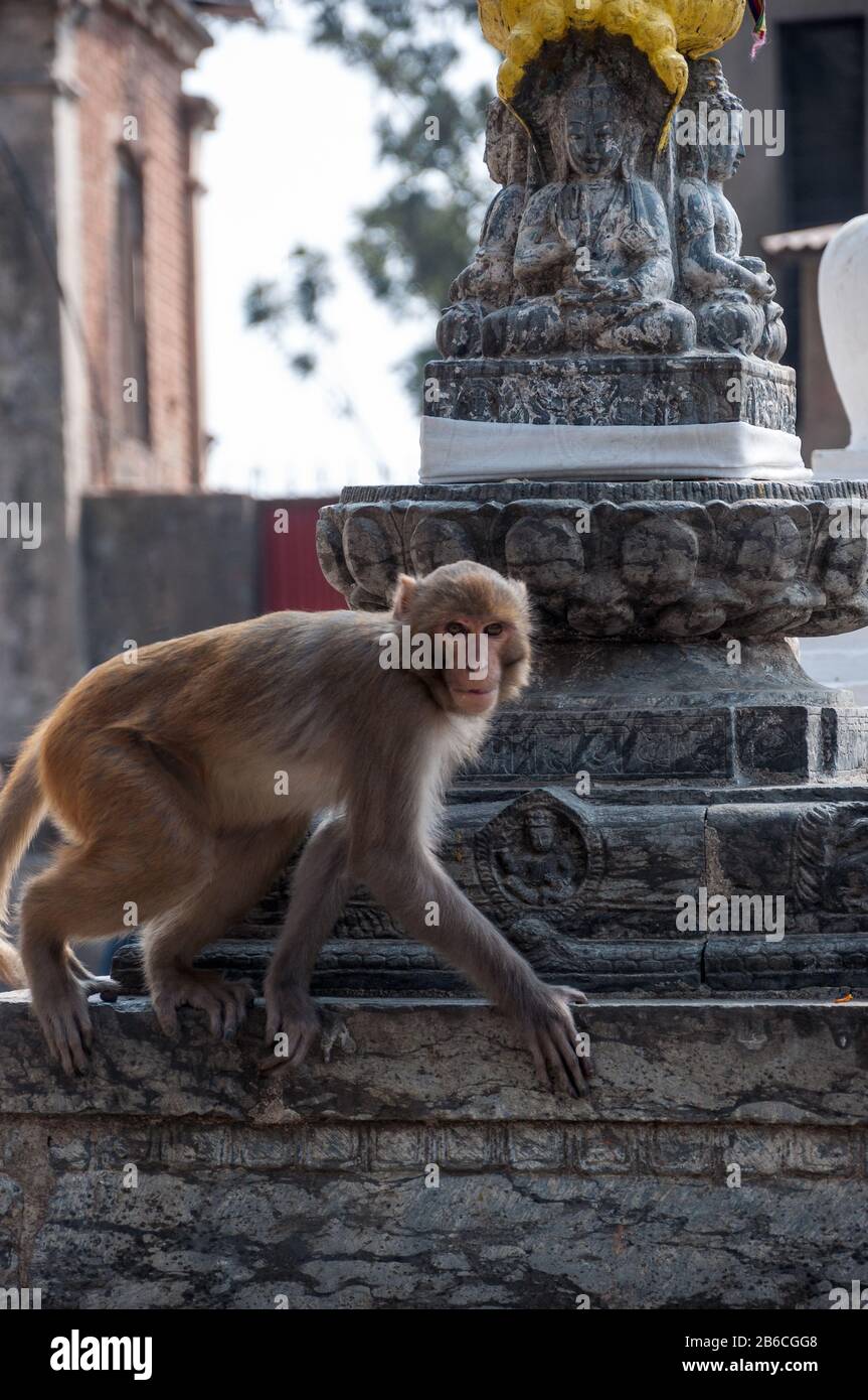 Baboons monkey monkeys hi-res stock photography and images - Alamy