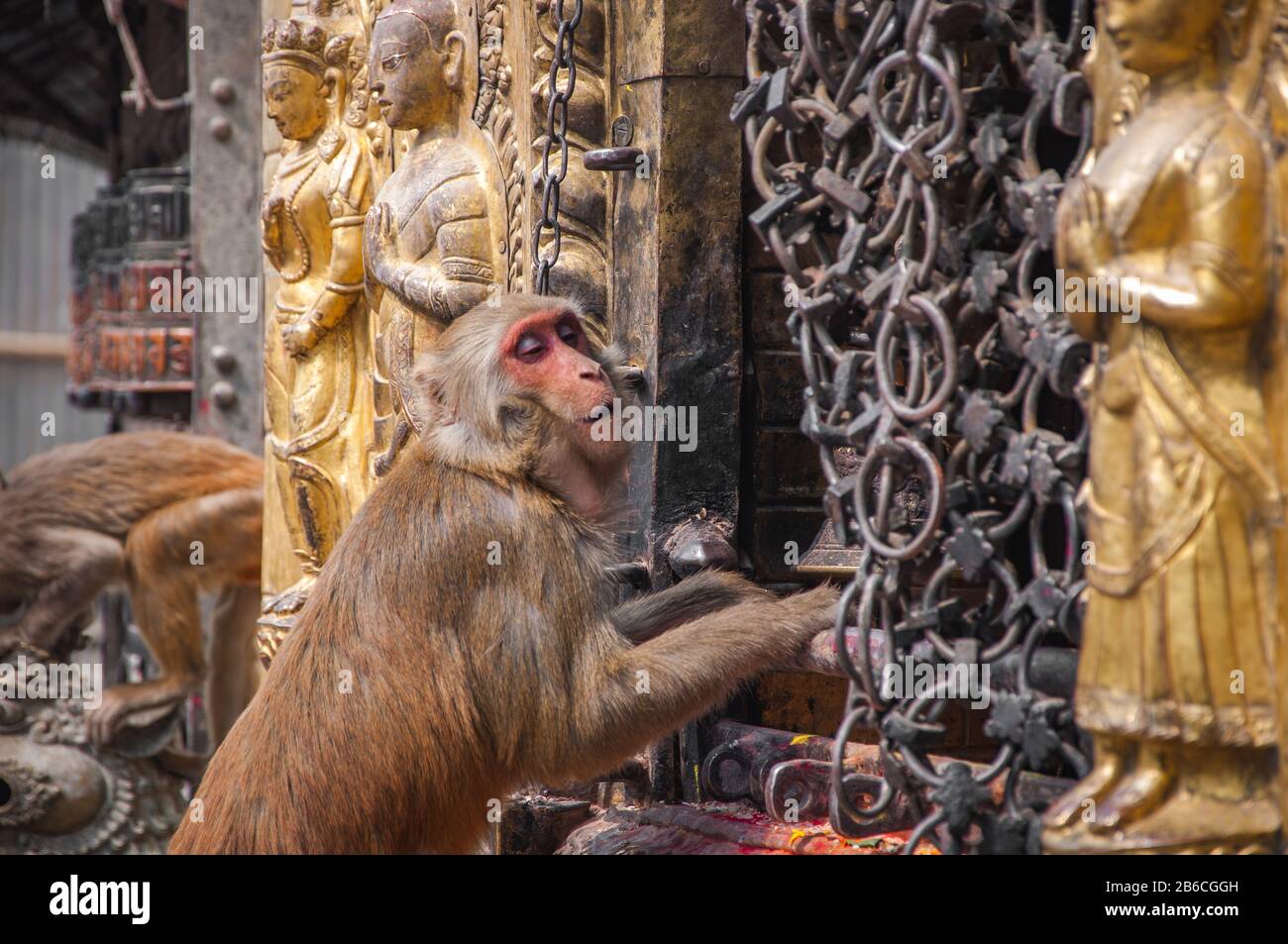 Buddhist temple monkeys hi-res stock photography and images - Alamy