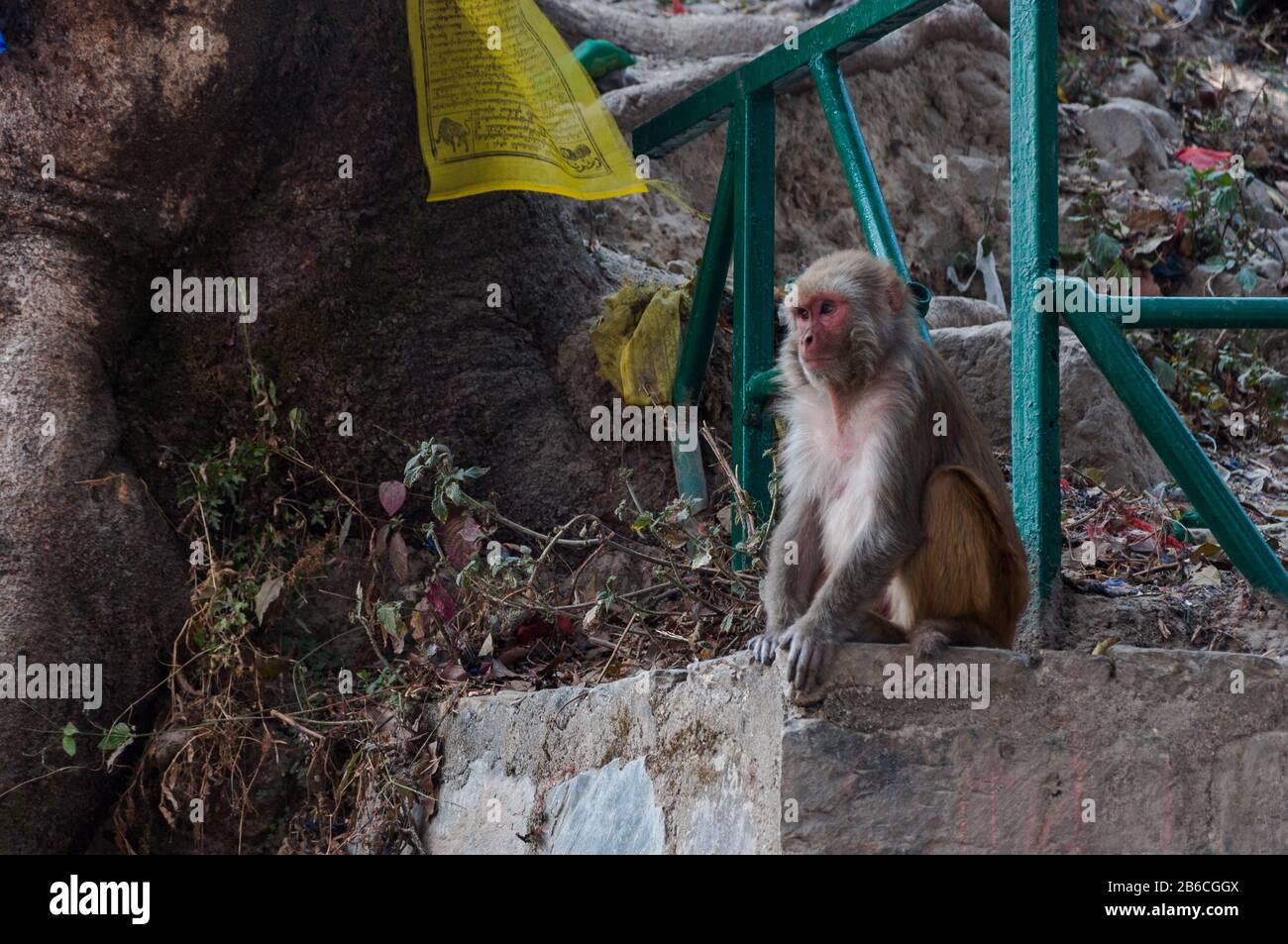 Monkey steps hi-res stock photography and images - Alamy