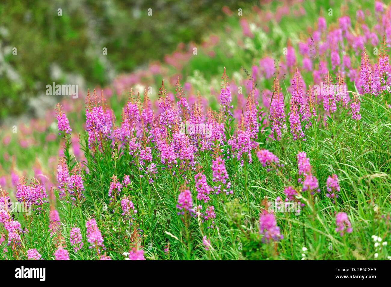 Alpine willow herb hi-res stock photography and images - Alamy