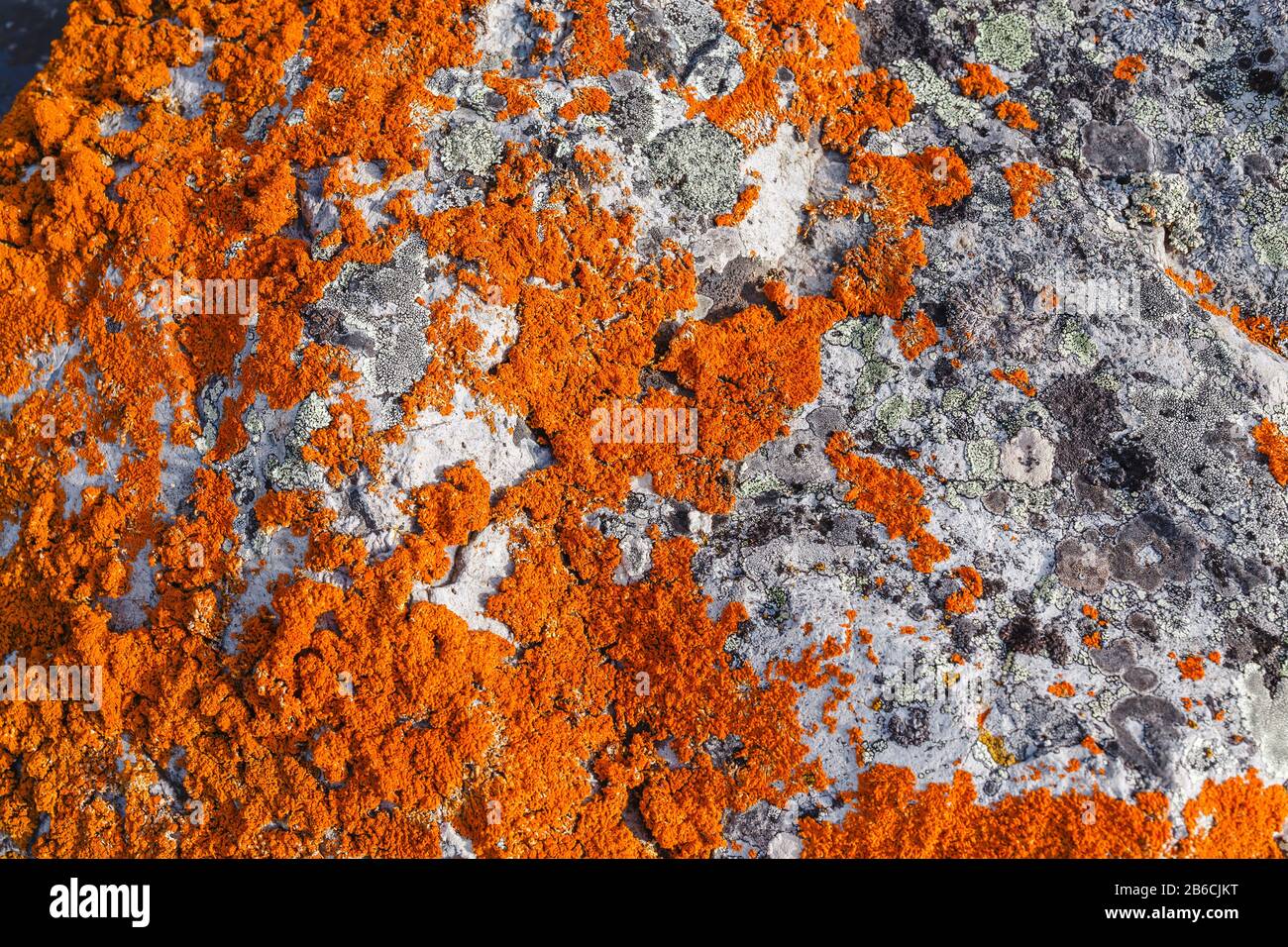 Bright orange lichen hi-res stock photography and images - Alamy