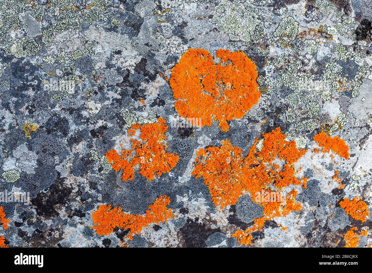 Bright orange lichen hi-res stock photography and images - Alamy