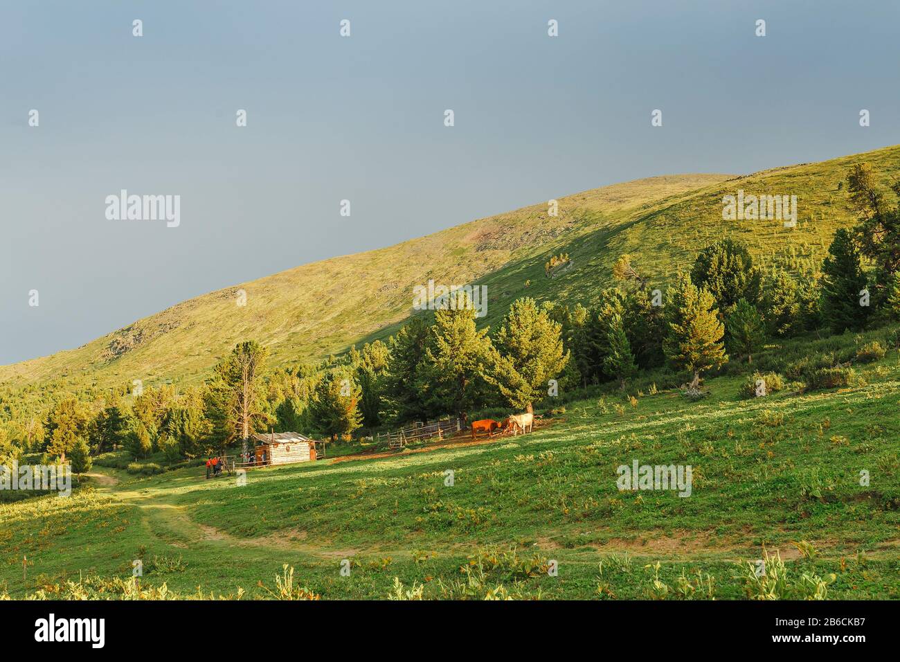 Shepherd's shack on a highland pasture with cows Stock Photo - Alamy