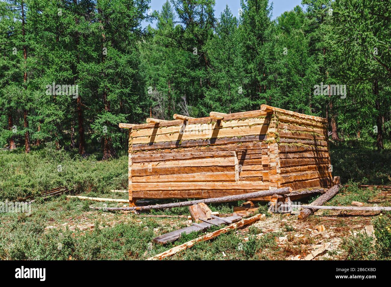 New log house under construction in forest Stock Photo - Alamy