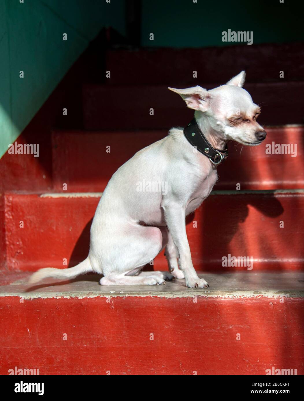 The dog sits on the bright red steps, illuminated by a ray of sun Stock ...