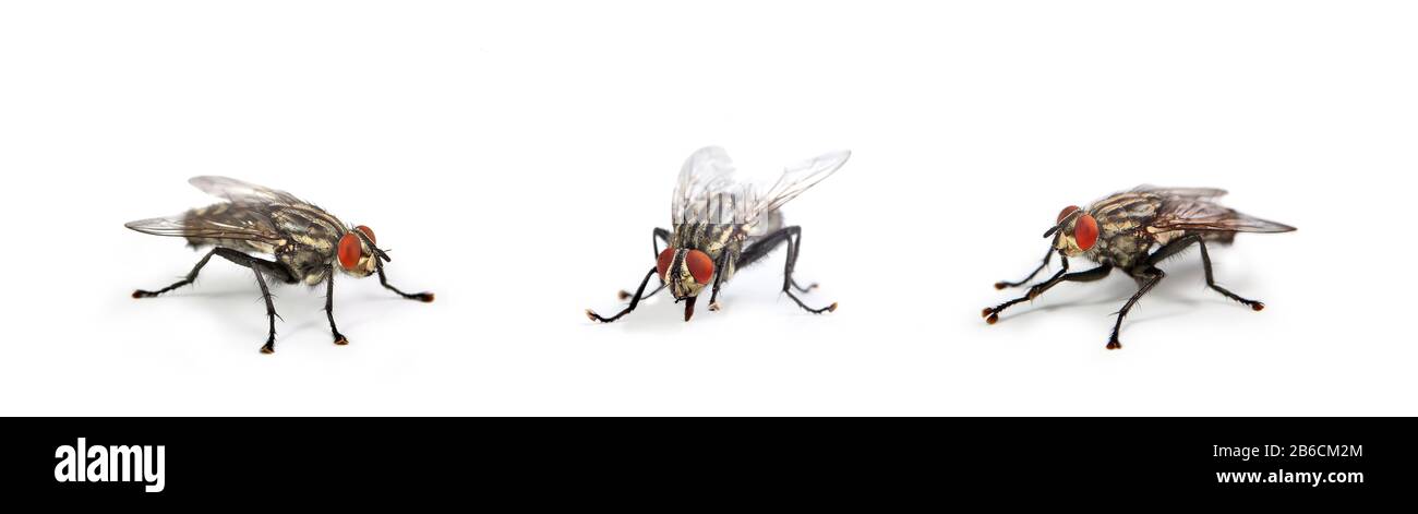 house fly isolated on white background,macro,studio Stock Photo - Alamy