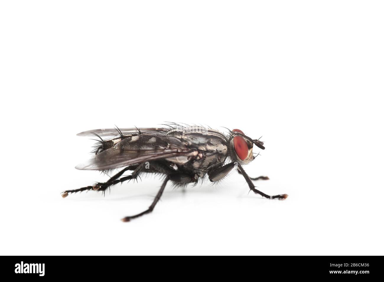 house fly isolated on white background,macro,studio Stock Photo - Alamy