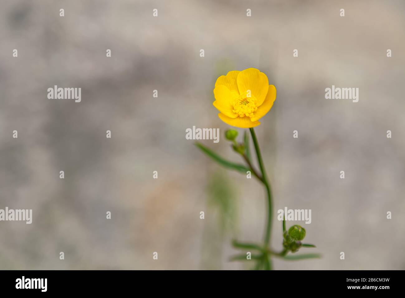 The meadow buttercup ranunculus acris hi-res stock photography and ...