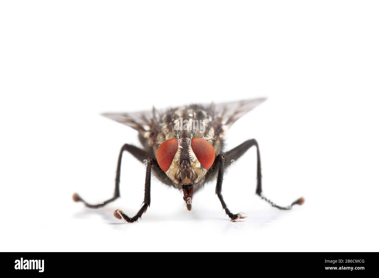 Musca domestica proboscis hi-res stock photography and images - Alamy