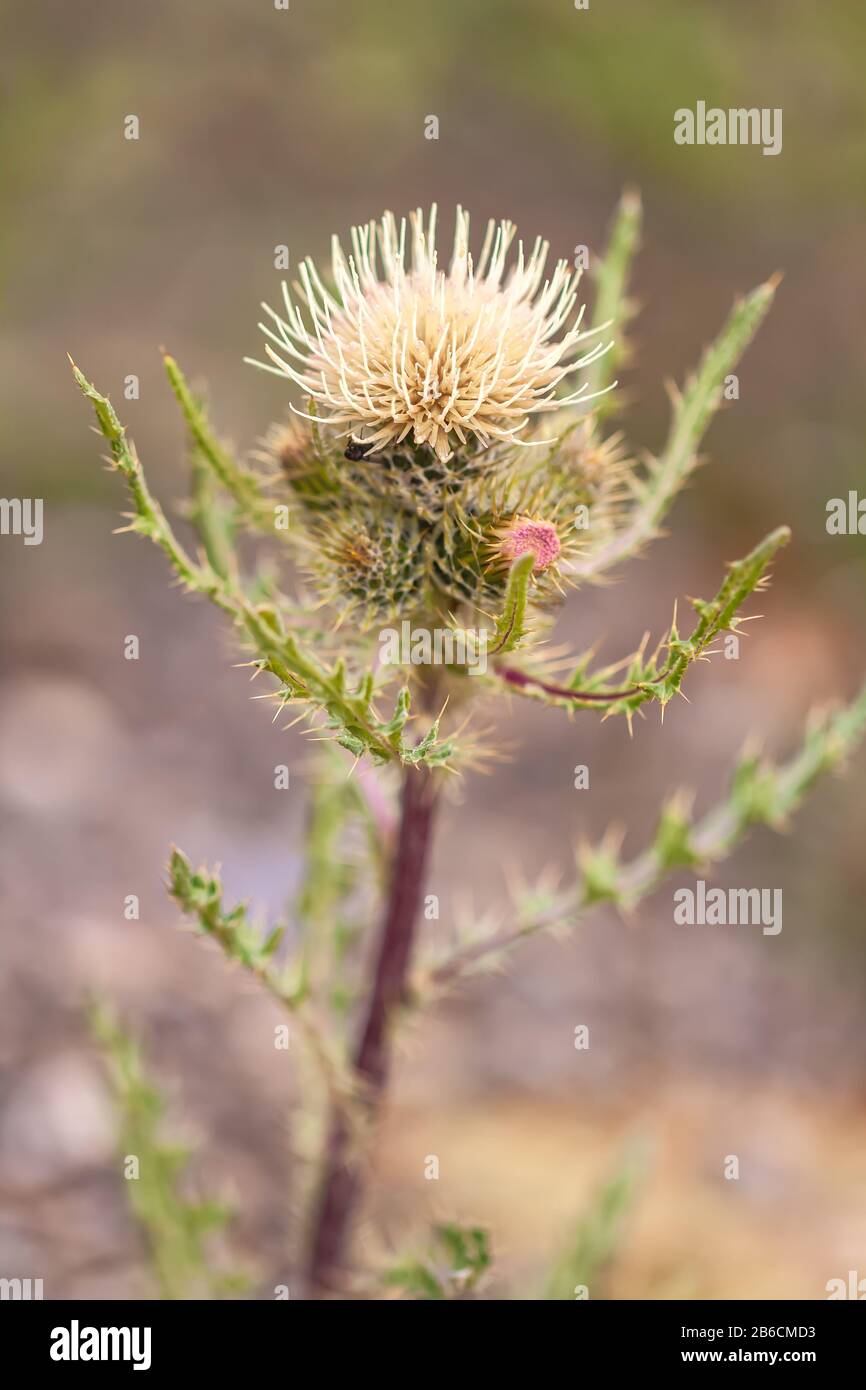 Hooker's Thistle, Cirsium hookerianum, Banff National Park, Alberta ...