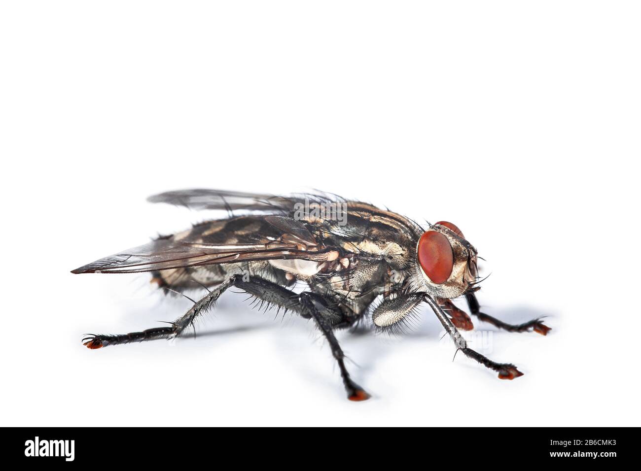house fly isolated on white background,macro,studio Stock Photo - Alamy