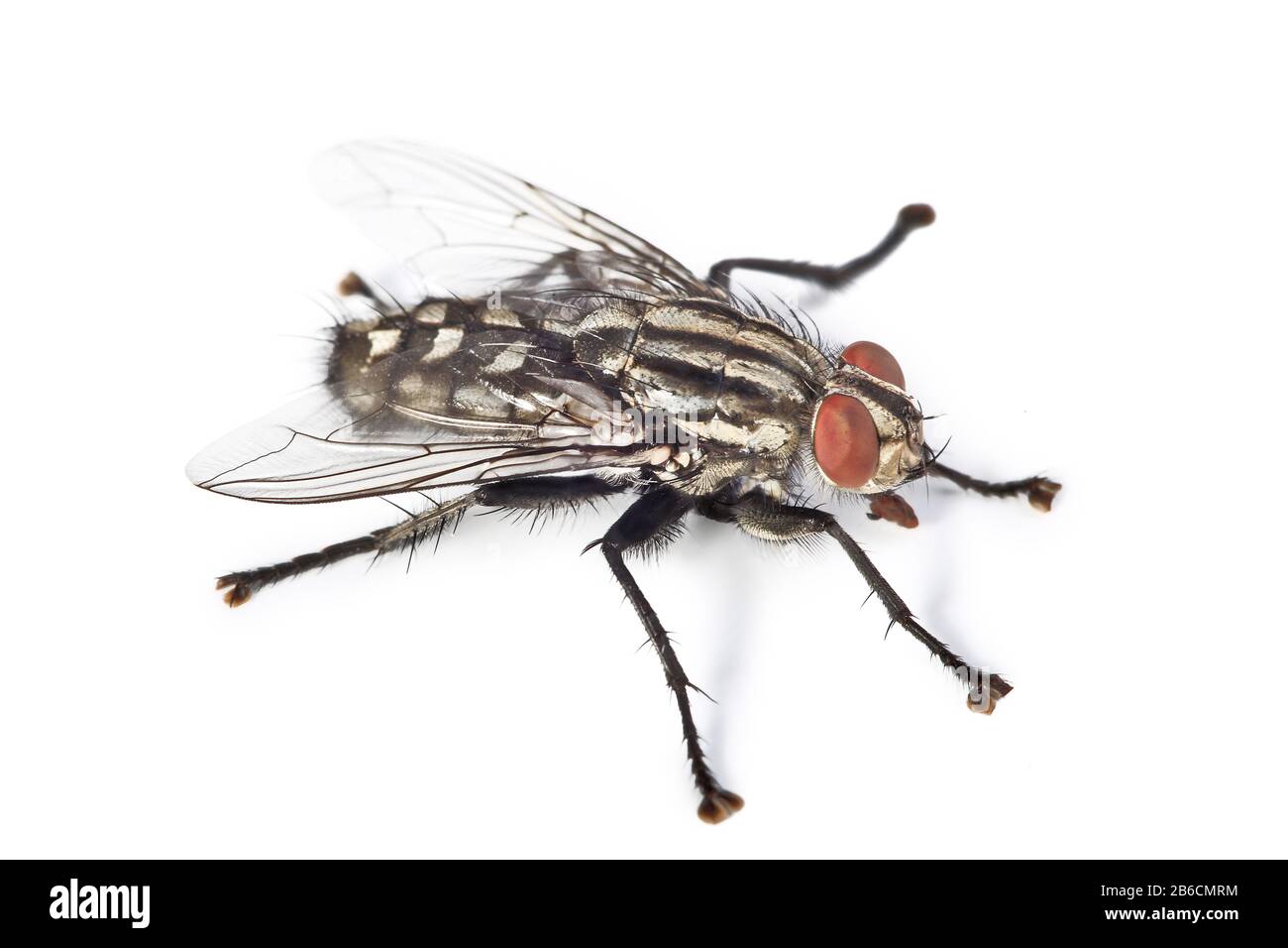 house fly isolated on white background,macro,studio Stock Photo - Alamy