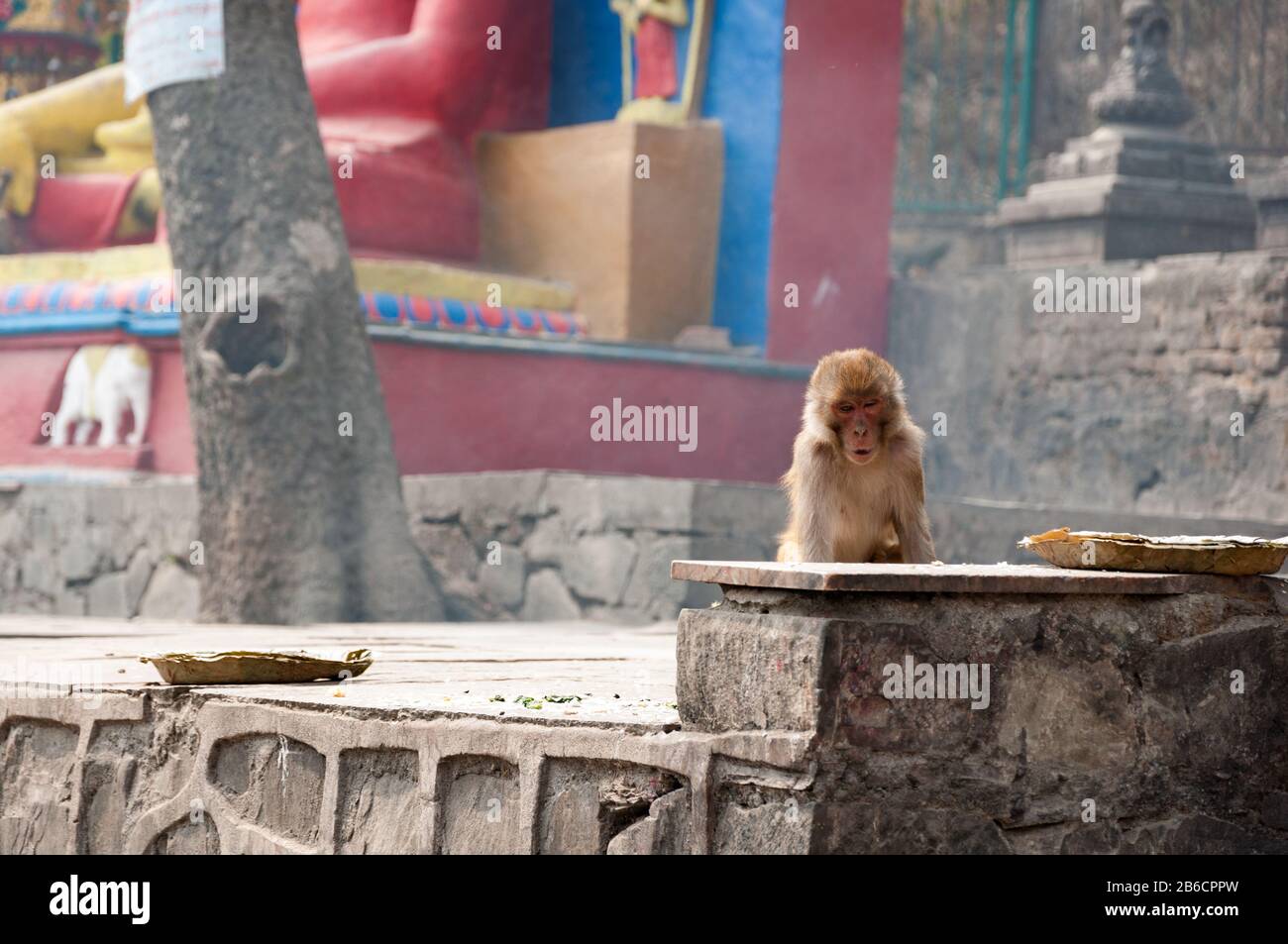 Monkeys pashupatinath temple in kathmandu hi-res stock photography and ...