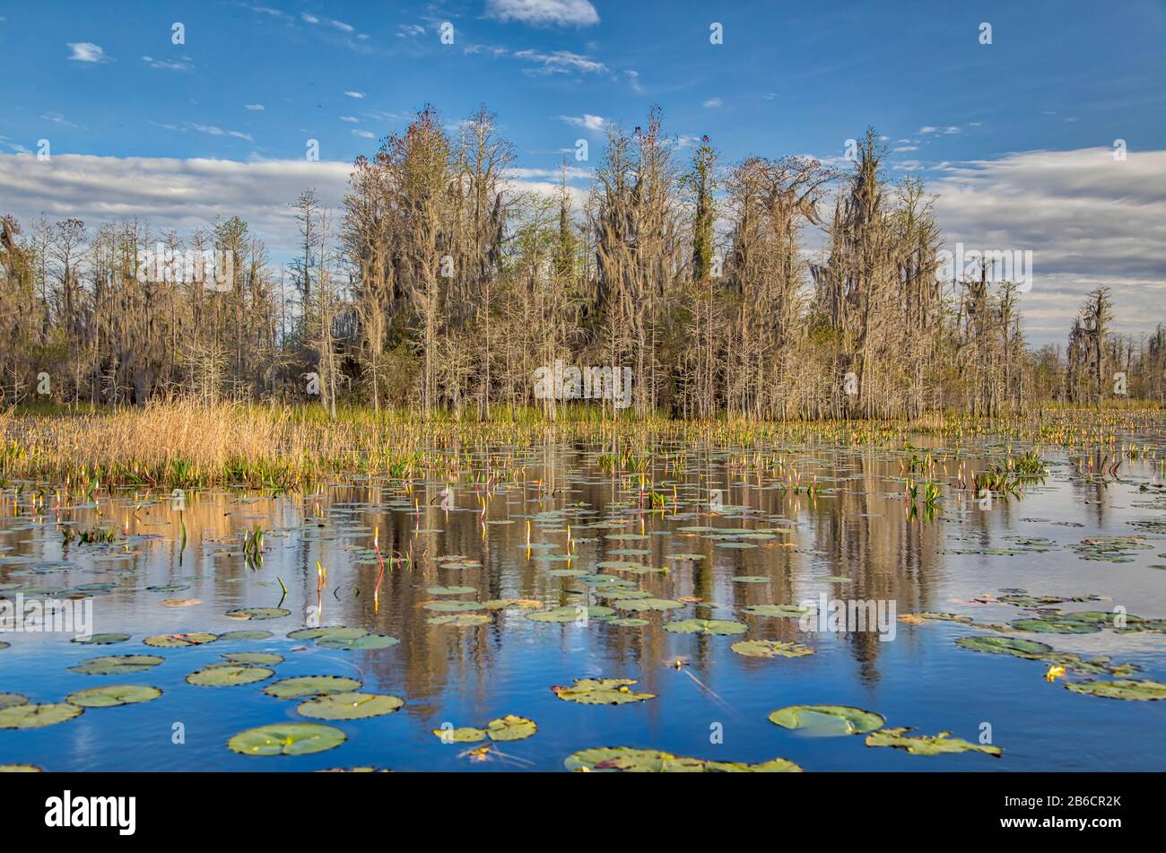 Okefenokee swamp hi-res stock photography and images - Alamy
