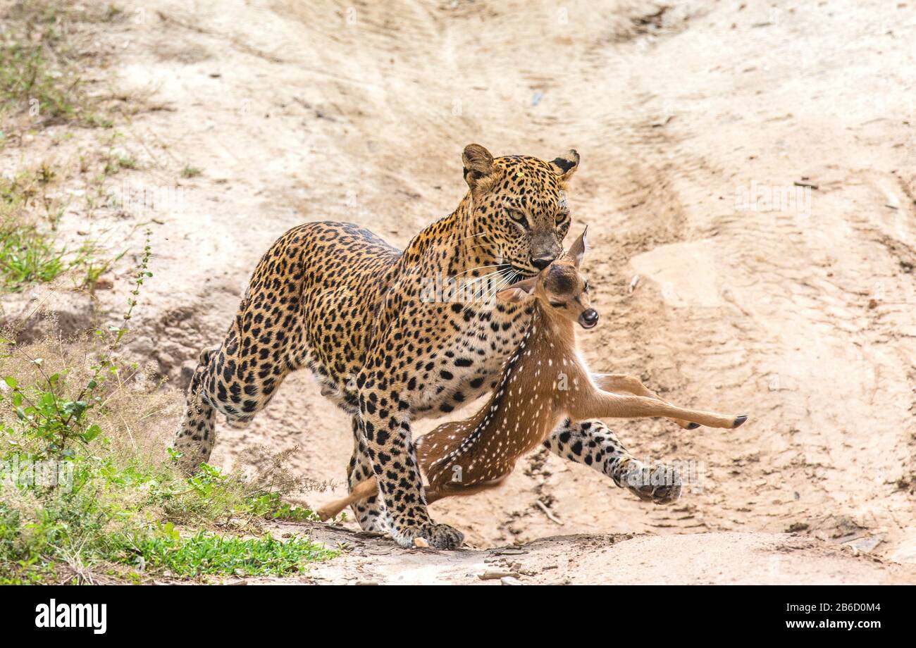 Leopard with prey is on the road. Very rare shot. Sri Lanka. Yala ...