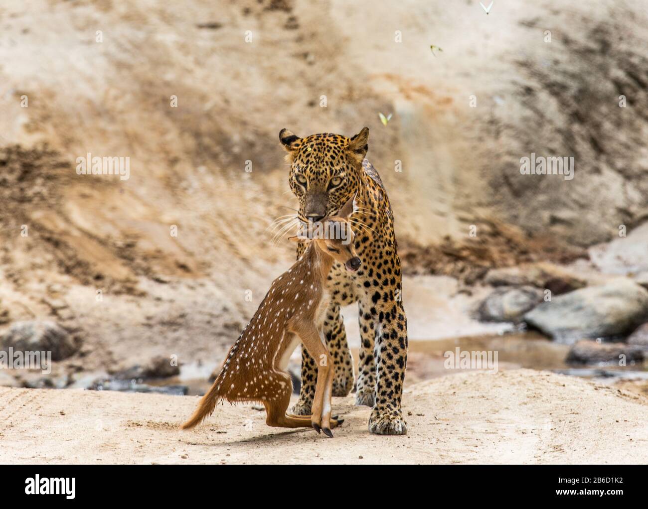 Leopard with prey is on the road. Very rare shot. Sri Lanka. Yala ...