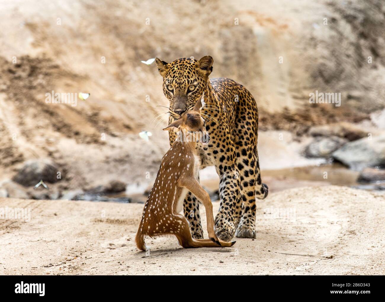 National animal of sri lanka hi-res stock photography and images - Alamy