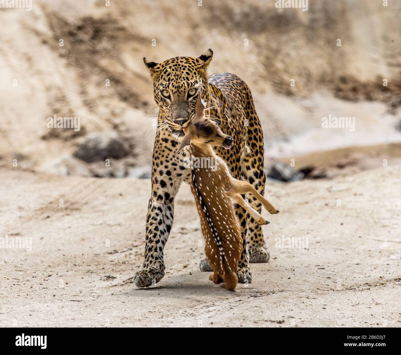 Leopard with prey is on the road. Very rare shot. Sri Lanka. Yala ...