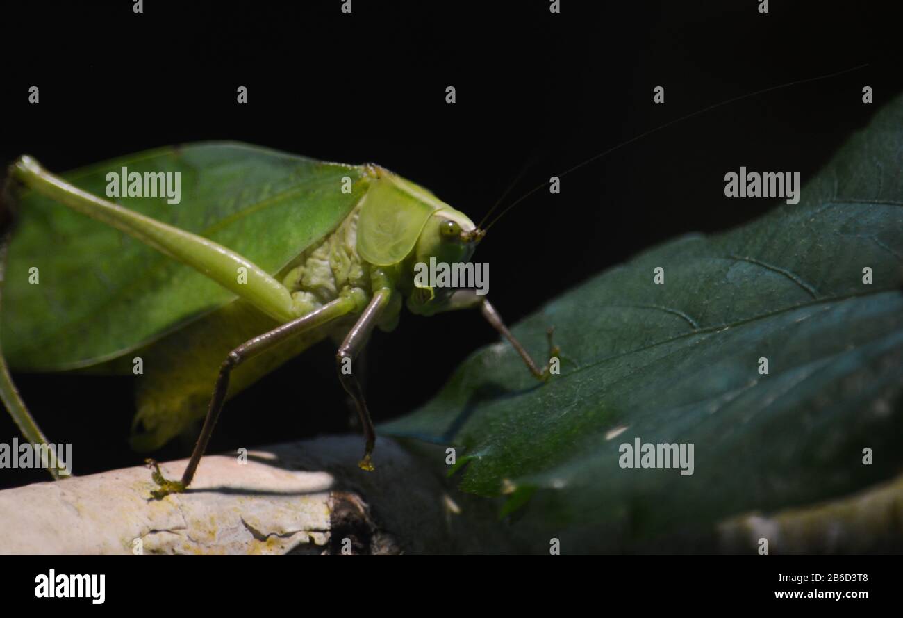 Leaf Katydid High Resolution Stock Photography and Images - Alamy