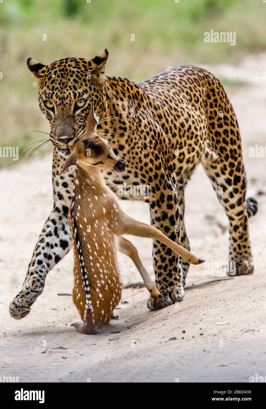 Leopard with prey is on the road. Very rare shot. Sri Lanka. Yala ...
