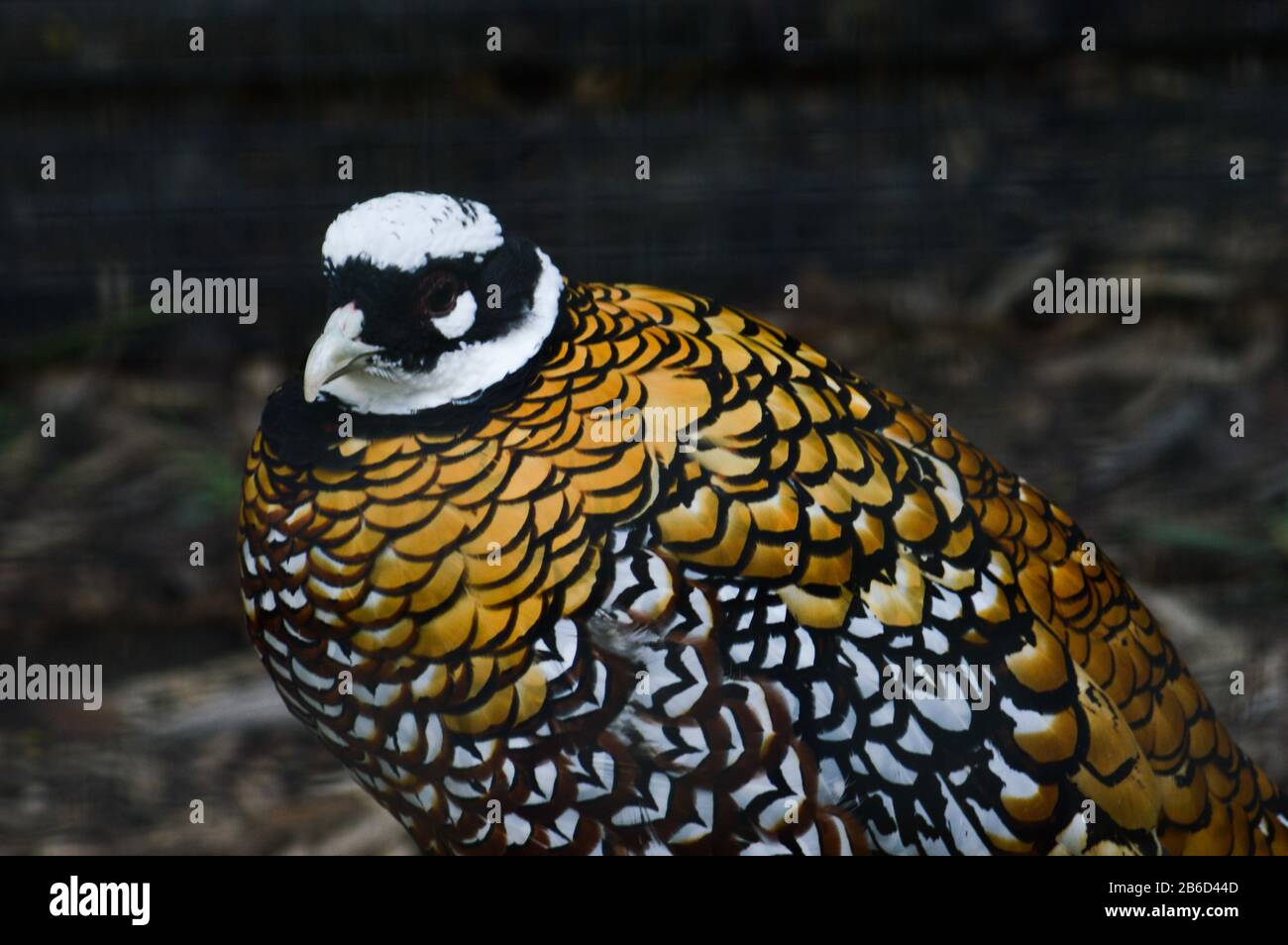 Syrmaticus reevesii hi-res stock photography and images - Alamy