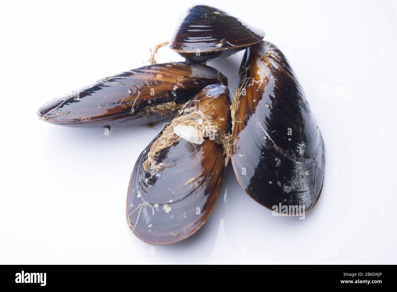 mussels isolated on white background Stock Photo - Alamy
