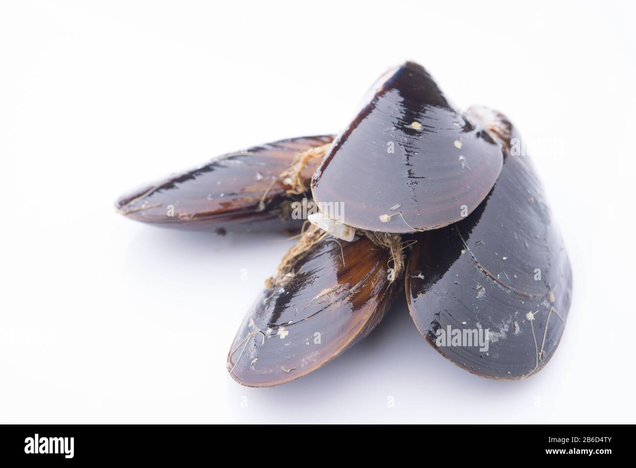mussels isolated on white background Stock Photo - Alamy