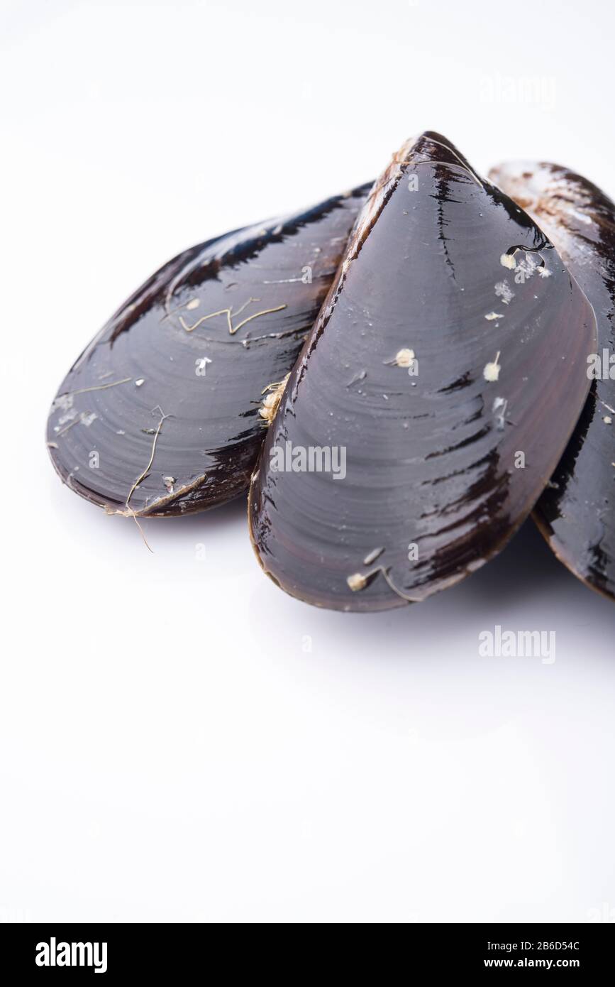 mussels isolated on white background Stock Photo - Alamy