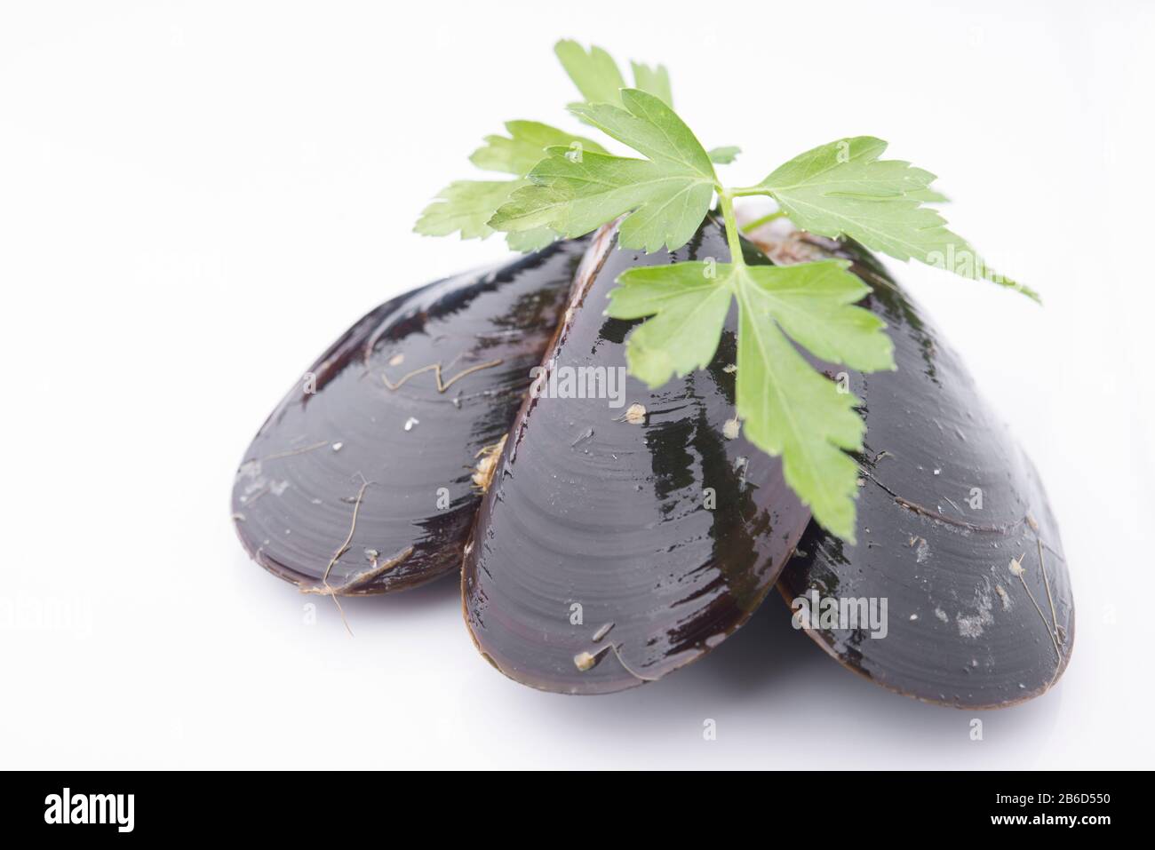 mussels isolated on white background Stock Photo - Alamy