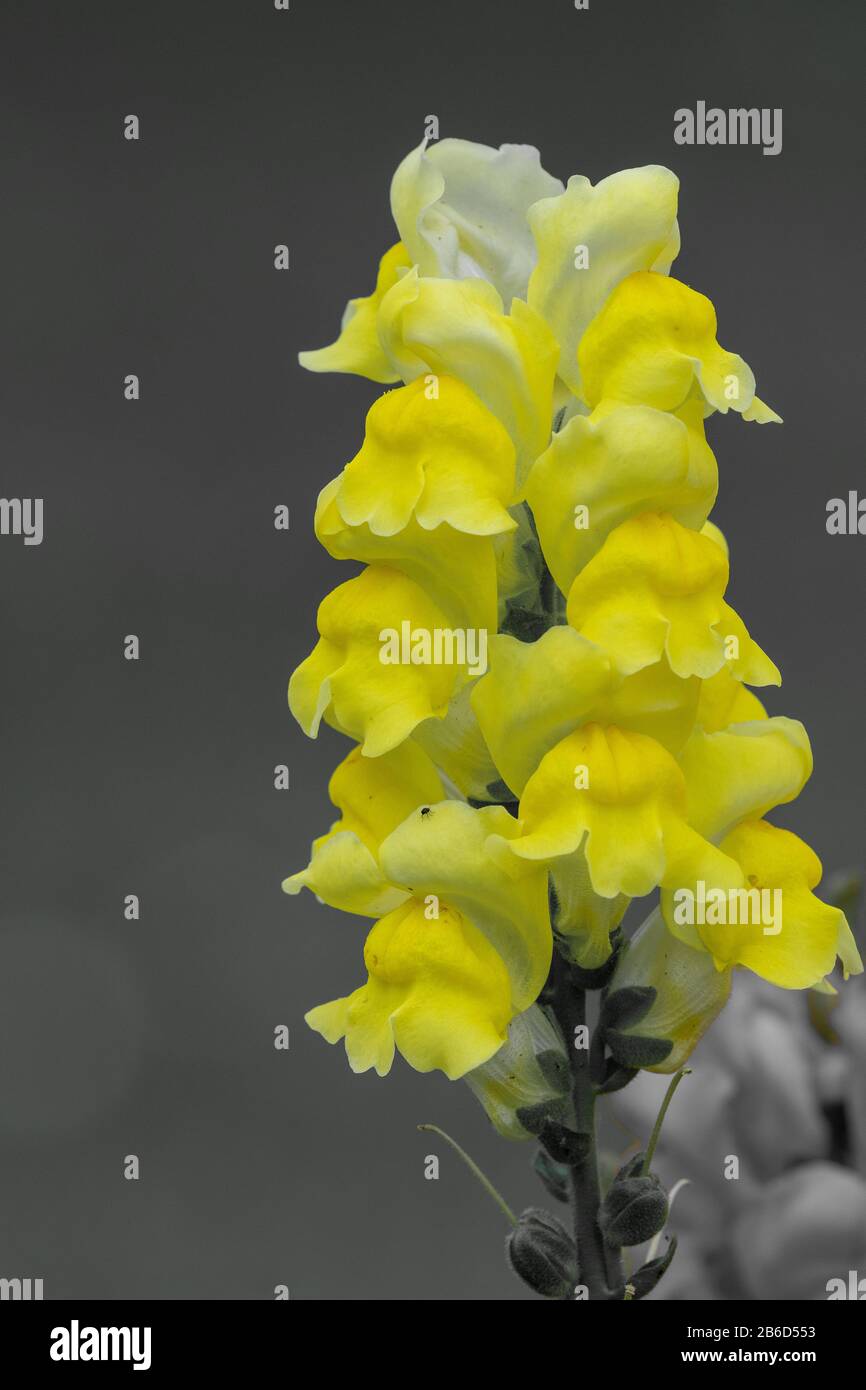 In A Snapdragon Flower High Resolution Stock Photography and Images - Alamy
