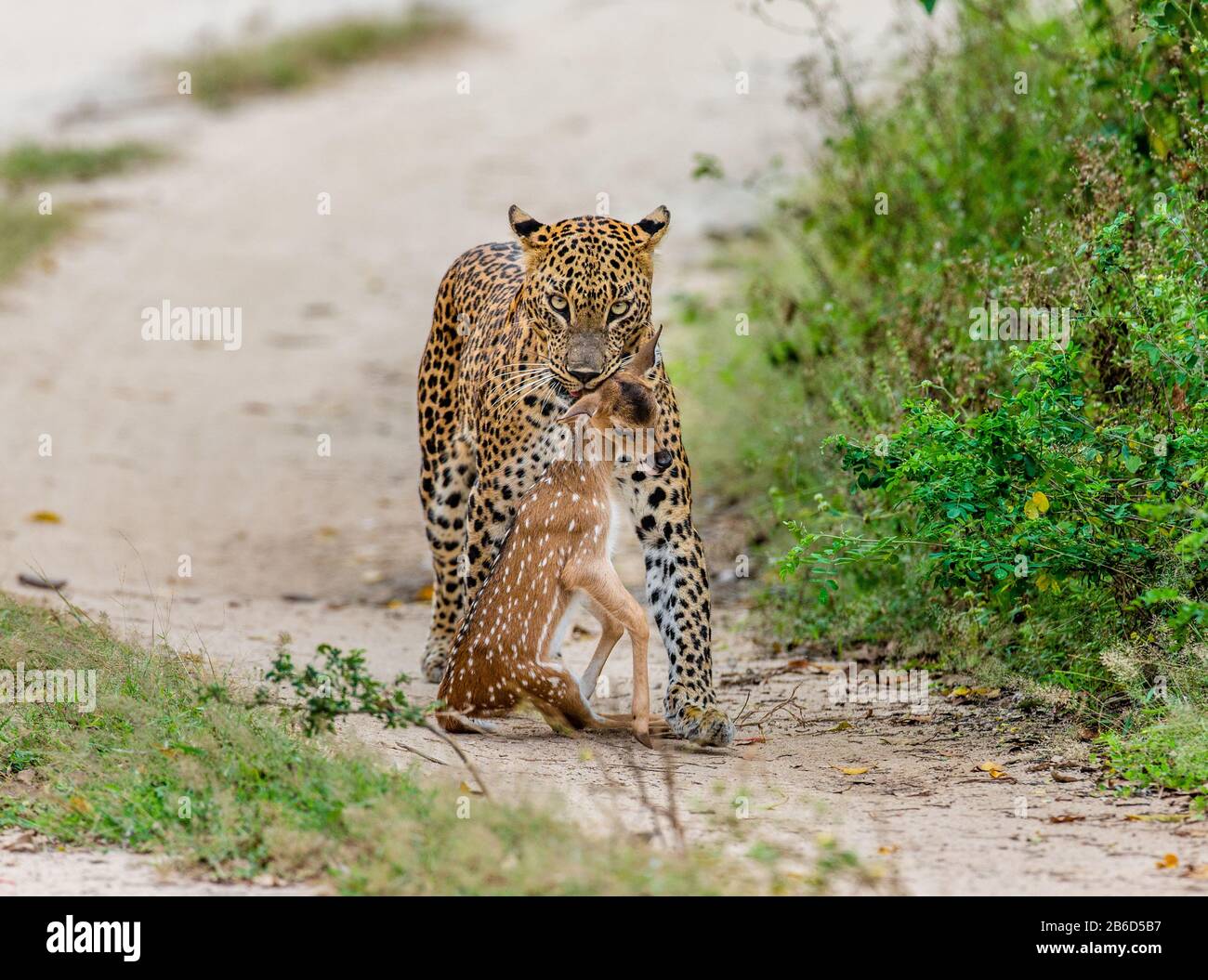 Leopard with prey is on the road. Very rare shot. Sri Lanka. Yala ...