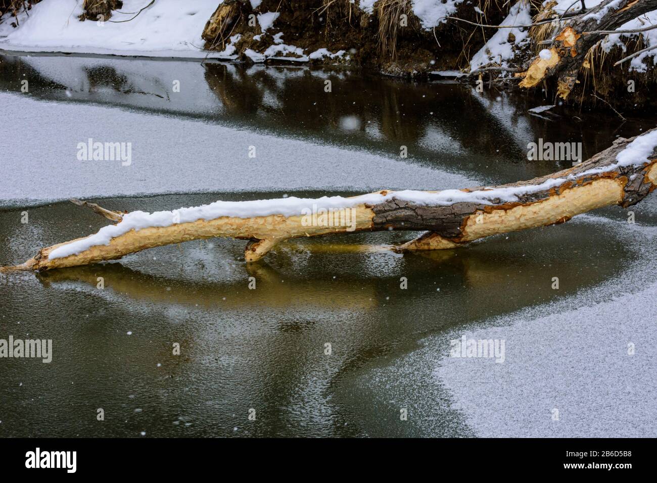 Beaver Tree Chew High Resolution Stock Photography and Images - Alamy