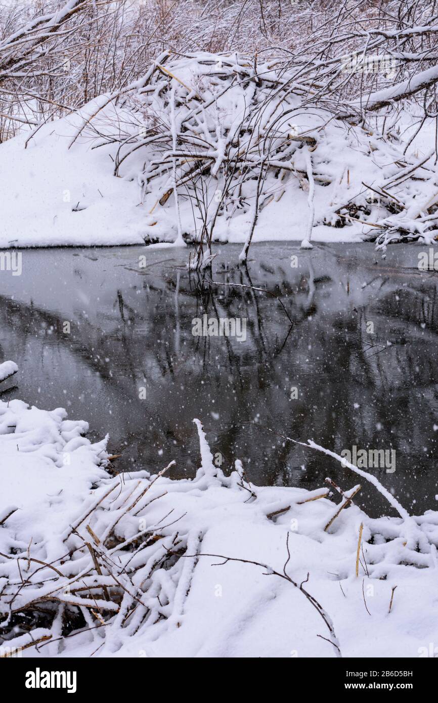 Beaver in snow hi-res stock photography and images - Alamy